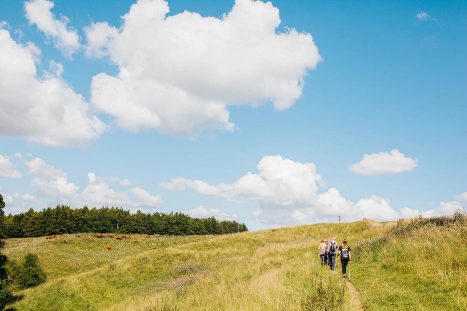 Wold's Edge Treehouse | boutique adults-only treehouse in Yorkshire ...