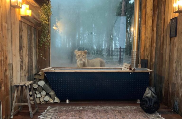 Lion Lodge | unique luxury and design-led wildlife-viewing lodge | Kent