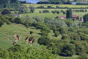 Tiger Lodge | Luxury Safari Lodge | Port Lympne Reserve