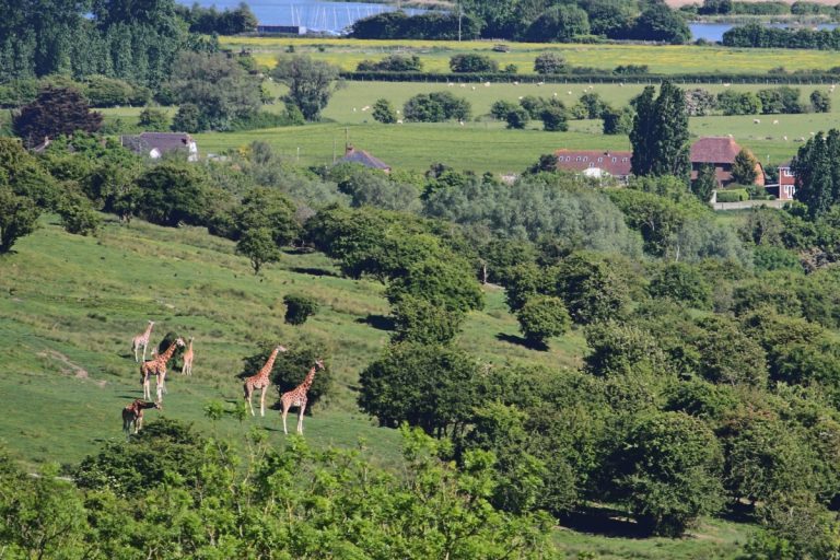 Tiger Lodge | Luxury Safari Lodge | Port Lympne Reserve