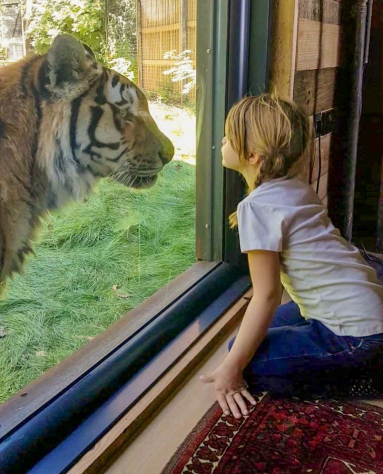 Tiger Lodge | Luxury Safari Lodge | Port Lympne Reserve