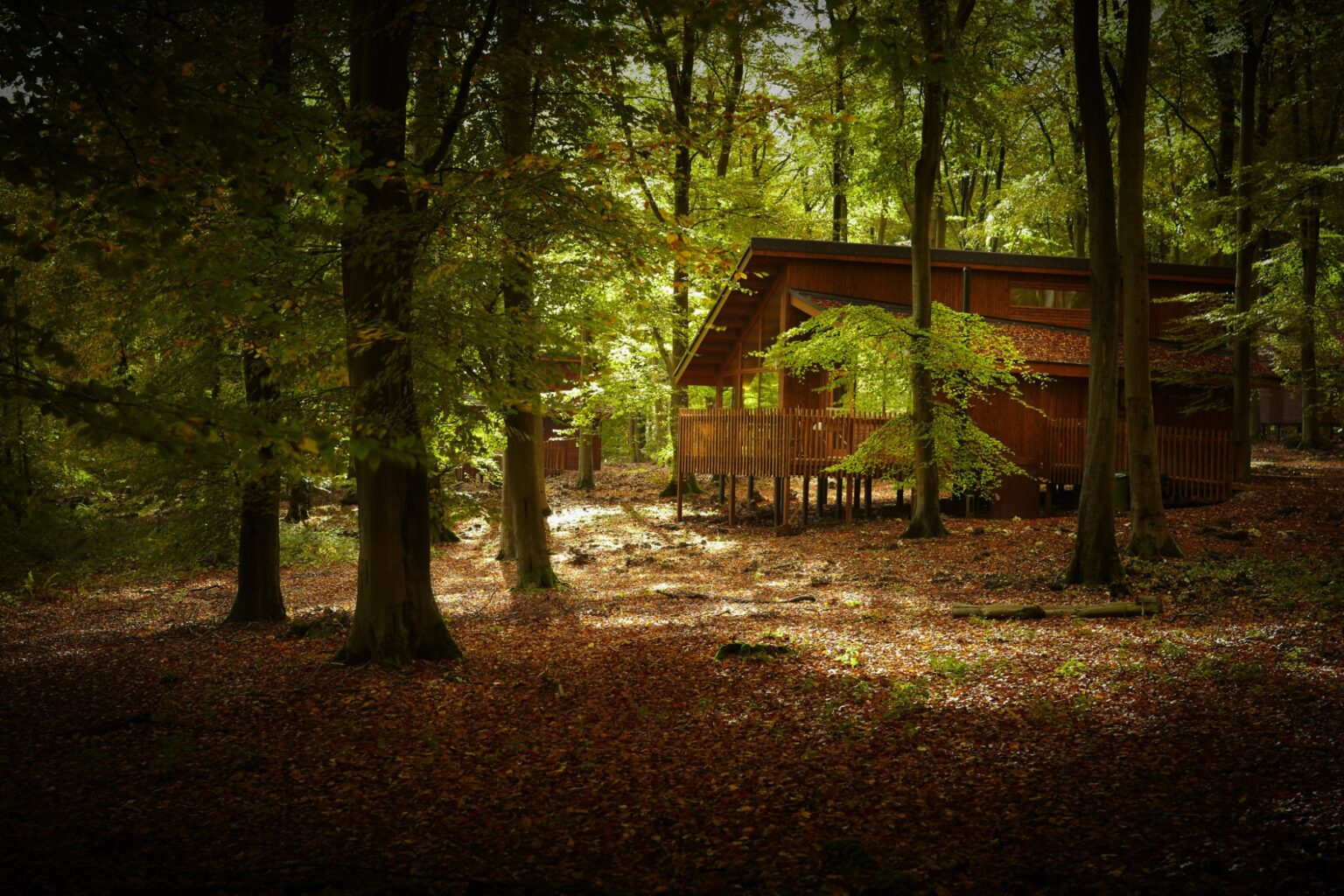 Forest Holidays Blackwood | woodland cabins treehouses | Hampshire