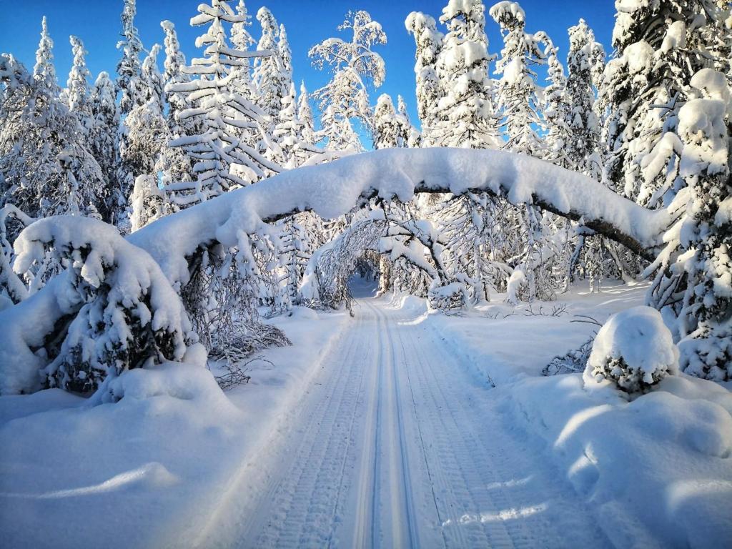 SKOG Aurora Igloos with panoramic views of Swedish Lapland