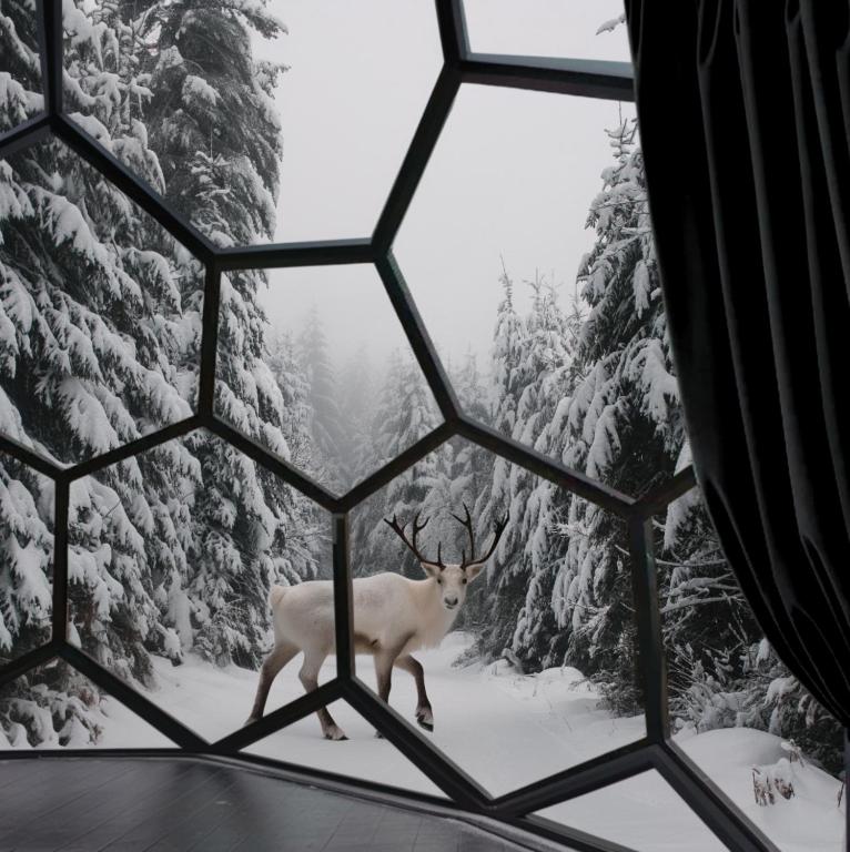 SKOG Aurora Igloos with panoramic views of Swedish Lapland